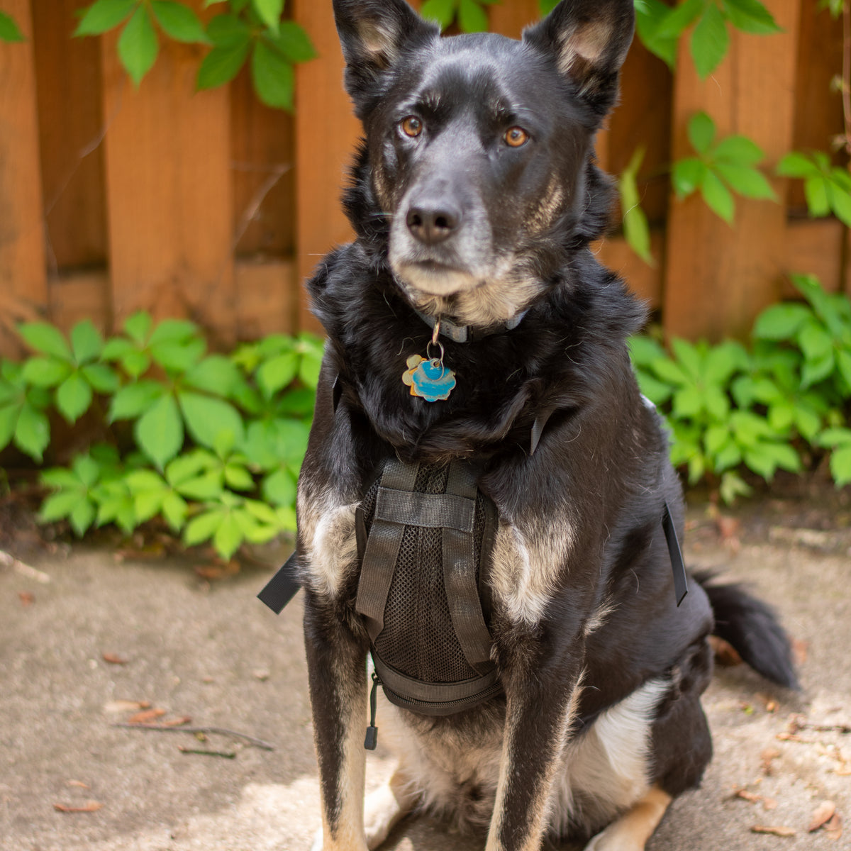 Tactical Dog Harness Film Costume Prop – Wulfgar Props